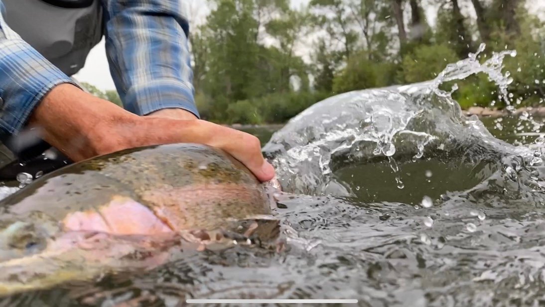 - Freestone Anglers : Steamboat Fishing Guides